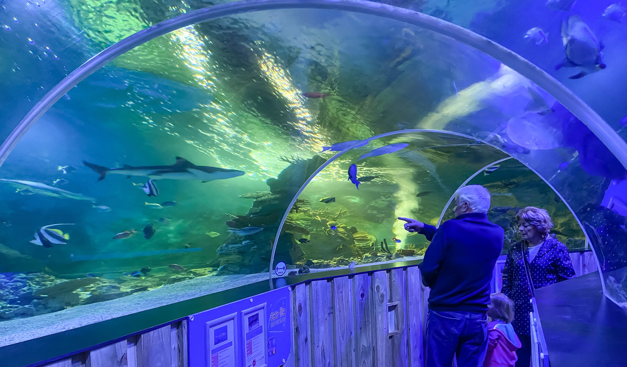 Sea Life Centre Logo Sealife Adventure Aquarium In Southend On Sea,